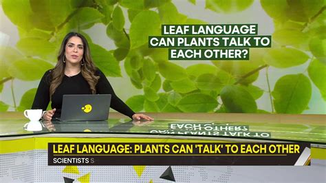 Gravitas Leaf Language Plants Can Talk To Each Other Gravitas News