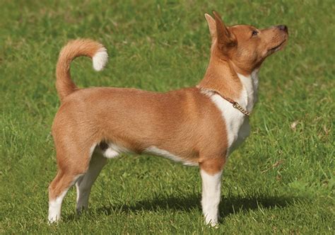 Portuguese Podengo Pequeno