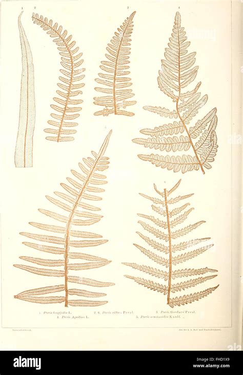 A German Work From 1865 Investigating The Fossilized Remains Of Ferns And Their Determination
