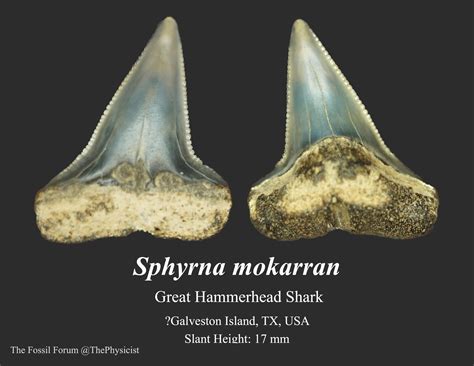 Great Hammerhead Shark Tooth Sharks Rays And Skates The Fossil Forum