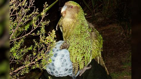 The Sex Helmet That Tried To Save Kākāpō