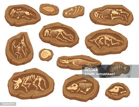 만화 공룡 화석 고대 트리케라톱스 공룡 해골 암모마이트와 잎 화석 고생물학 발굴 원소 벡터 세트 화석에 대한 스톡 벡터 아트 및 기타 이미지 Istock