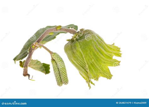 Hazel Nut In Shell Isolated Stock Image Image Of Kernel Background