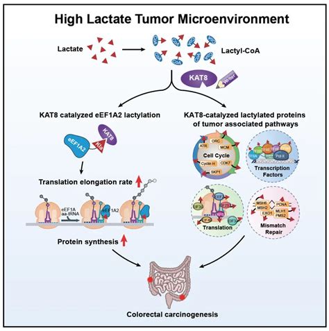 Pnas Kat8介导乳酸化修饰调控结直肠癌发生发展 知乎