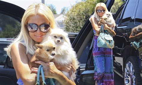 Paris Hilton Takes Her Two Pooches Out On A Double Date Daily Mail Online