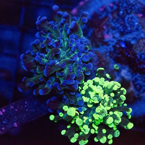 Wysiwyg Large Natural Grafted Frogspawn Coralvault
