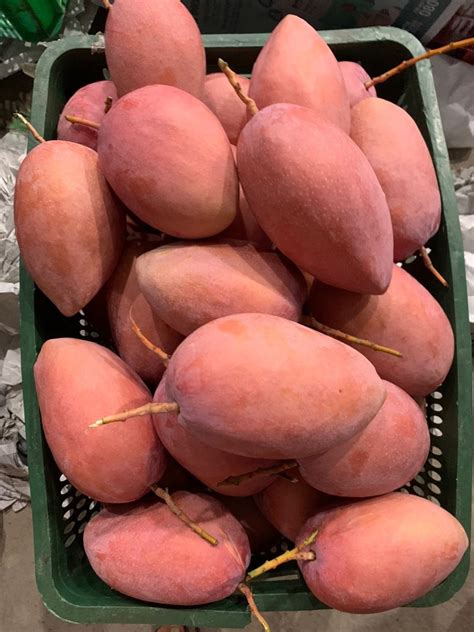 복숭아망고~ 피치망고 귀한핑크망고 너무달콤 쫀득~ 인천광역시 서구 청라동 비즈프로필