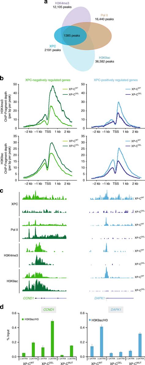 Association Of Xpc Bound Promoters With Active Histone Ptms A
