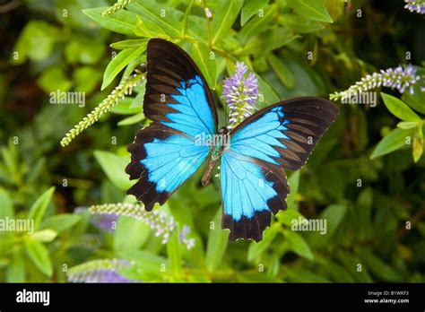 Бабочки синего цвета 73 фото