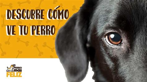 Los Perros Tienen Vision Nocturna 2025