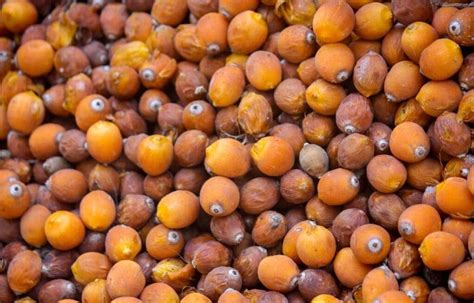 15 Fruits That Start With Q Photos Nutrition And Benefits
