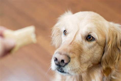 ¿cuáles Son Los Mejores Premios Para Perros ¡descúbrelos