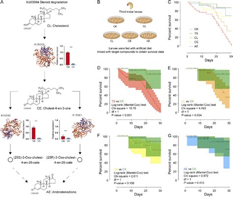 Function Of Steroid Degradation Pathway In Ts Degradation A Ko00984
