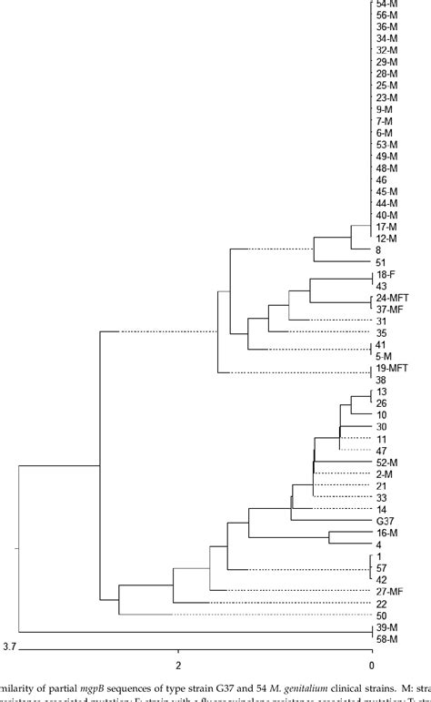 Figure 1 From Antibiotic Resistance And Genotypes Of Mycoplasma