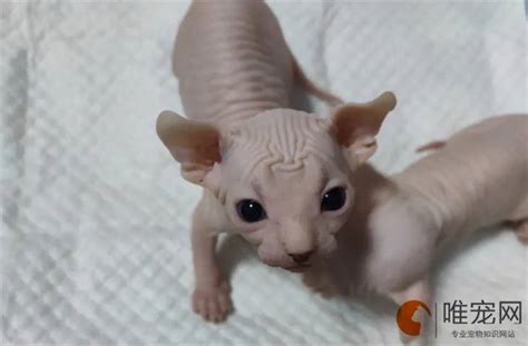 斯芬克斯猫1个月好养吗 唯宠网