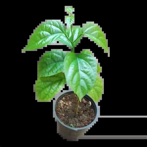 Buy 1 Golden Cascade Plant Jiffy Plants
