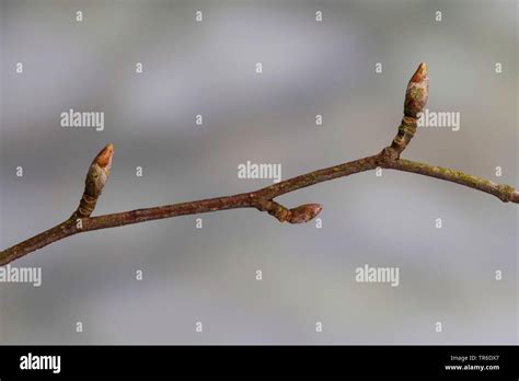 Common Birch Silver Birch European White Birch White Birch Betula
