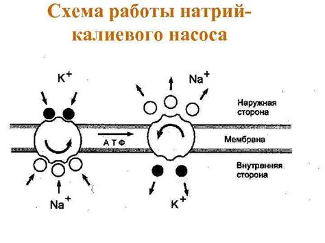 Биопотенциалы Нейрофизиология Лекция 2 Ионов калия больше