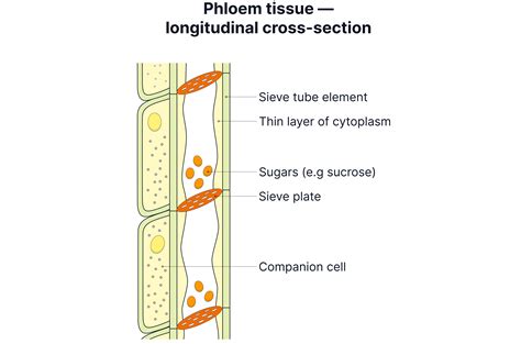 The Phloem Structure Aqa A Level Biology