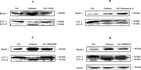 Protein Expressions Of Map Lc3 And Beclin 1 In Oridonin Challenged Hela