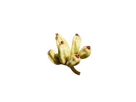 Premium Photo Extracts Of The Scyphiphora Hydrophylacea Or