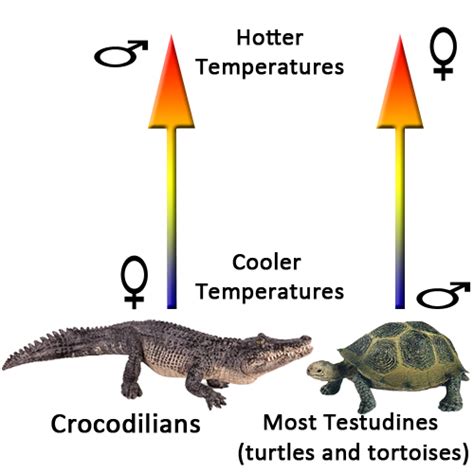 April 2 2020 Everything Dinosaur Blog