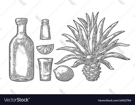 Glass And Botlle Of Tequila Cactus Salt Lime Vector Image