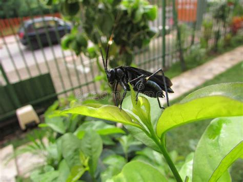 The False Wasp Grasshopper Using Mimicry Stock Image Image Of Cricket