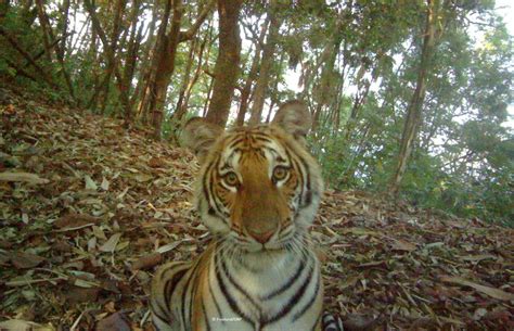 Illicit Wildlife Trade In Southeast Asia Wildcats Conservation Alliance
