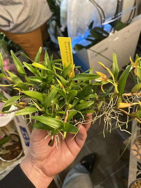Dinema Polybulbon