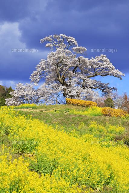 塩ノ崎の大桜の写真素材 FYI07567714 ストックフォトの Qlean Market