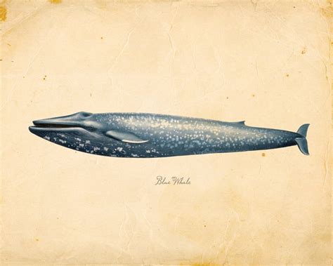 Vintage Blue Whale Print 8x10 P86 Etsy