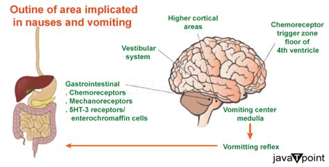 Vomiting Centre In Brain Tpoint Tech