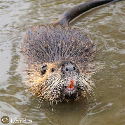 Ragondin Des Expérimentations Hors Sol Chasses éternelles