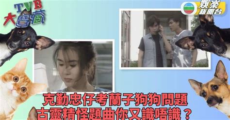 Tvb大寶藏｜蘭子愛狗遇搞事梁榮忠 狗狗生態你又知幾多？ Tvb娛樂新聞 東方新地