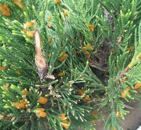 桧柏锈病大暴发，今年植物锈病需重视草坪除草剂北京琳海植保科技股份有限公司