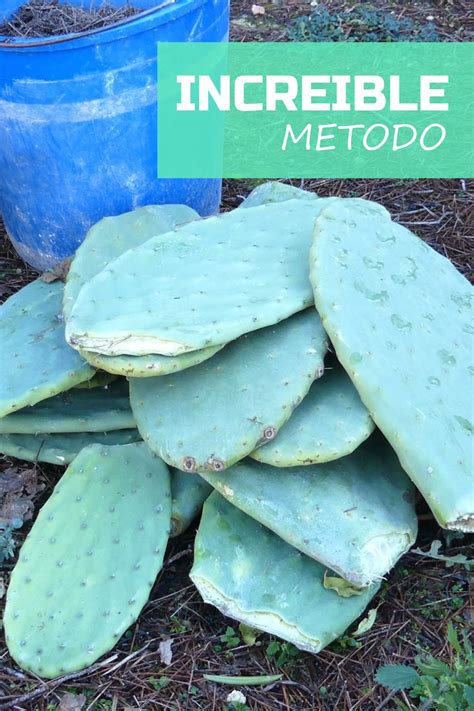 Truco Para Plantar Frutales Jardinería De Invernadero Arboles Planta