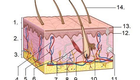 EXAM 2 Chapter 5 Integumentary System Flashcards Quizlet