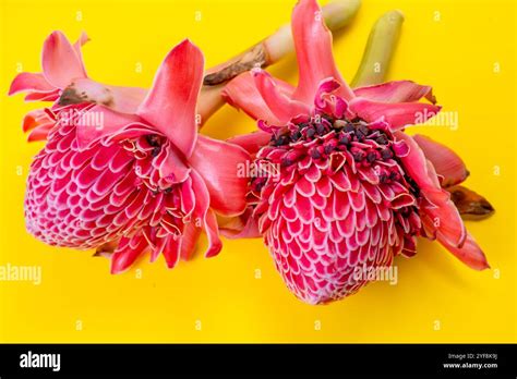 This Series Of Vibrant Photographs Showcases The Exotic Beauty Of Torch