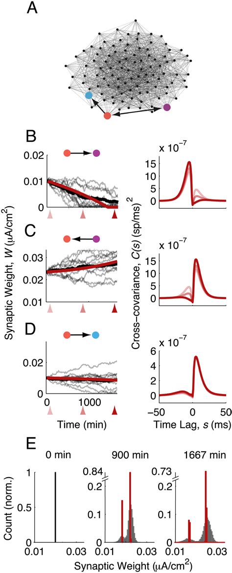 Stdp In Recurrent Networks With Internally Generated Spiking Download Scientific Diagram
