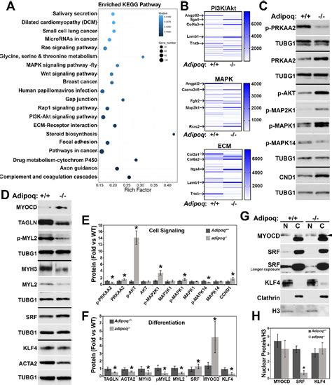 Figure 2 From Akt Mediates Adiponectin Dependent Regulation Of Vsmc