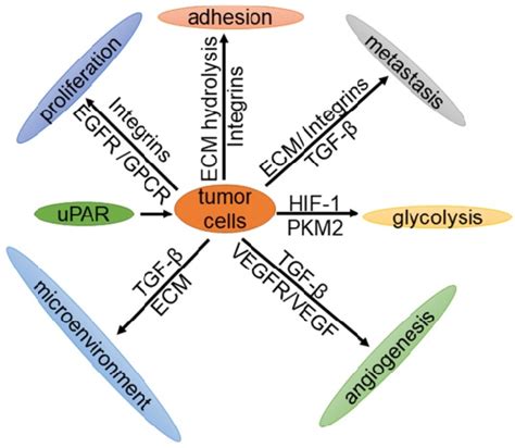 The Function Of Tumor Cells Is Regulated By Upar Upar Regulates The