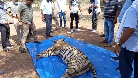 रणथम्भौर आखिर टूटी उच्च अधिकारियों व सरकार की नींद Video Dailymotion