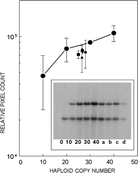 Determination Of Copy Number By Southern Blot Hybridisation Copy