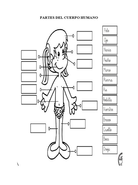 Partes Del Cuerpo Humano Pdf