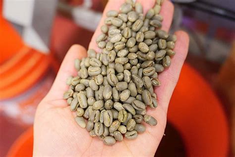 What Is A Peaberry Coffee And Why Is It Special Big Island Coffee Roasters
