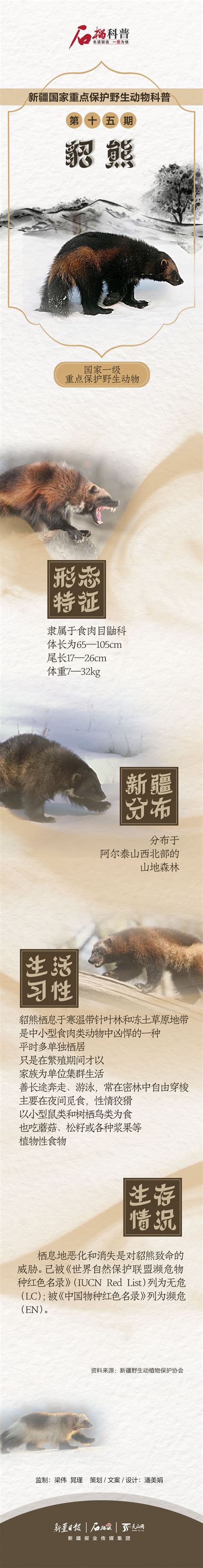 石榴科普丨新疆国家重点保护野生动物科普——貂熊 天山网 新疆新闻门户