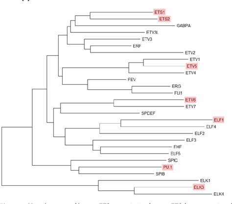 Figure 1 From Ets Transcription Factors In Immune Cells And Immune