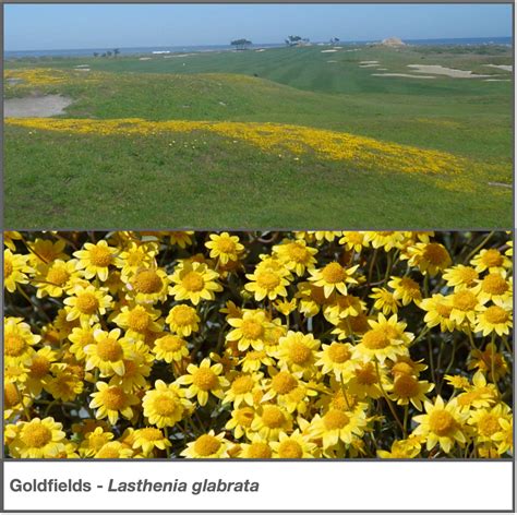 California Native Pollinator Wildflower Mixture Stover Seed