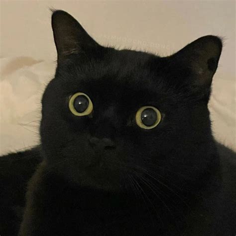 猫咪头像 堆糖，美图壁纸兴趣社区